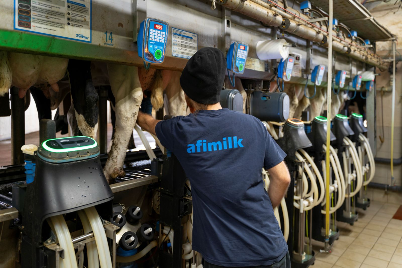 רובוטים עם בינה מלאכותית של Afimilk חולבים את הפרות בישראל - ג'ירפה