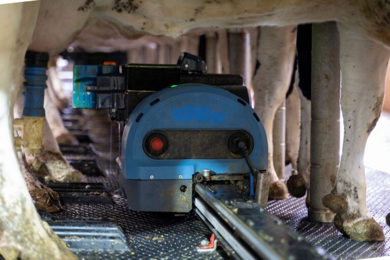 רובוטים עם בינה מלאכותית של Afimilk חולבים את הפרות בישראל - ג'ירפה